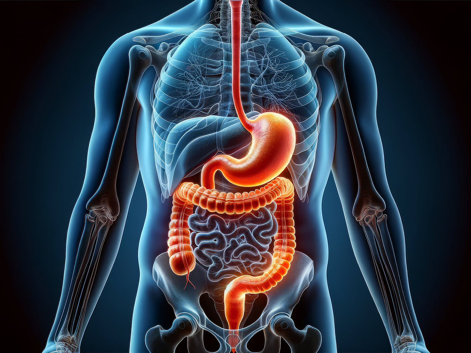 Die Anatomie unseres Darms – epikur international AG